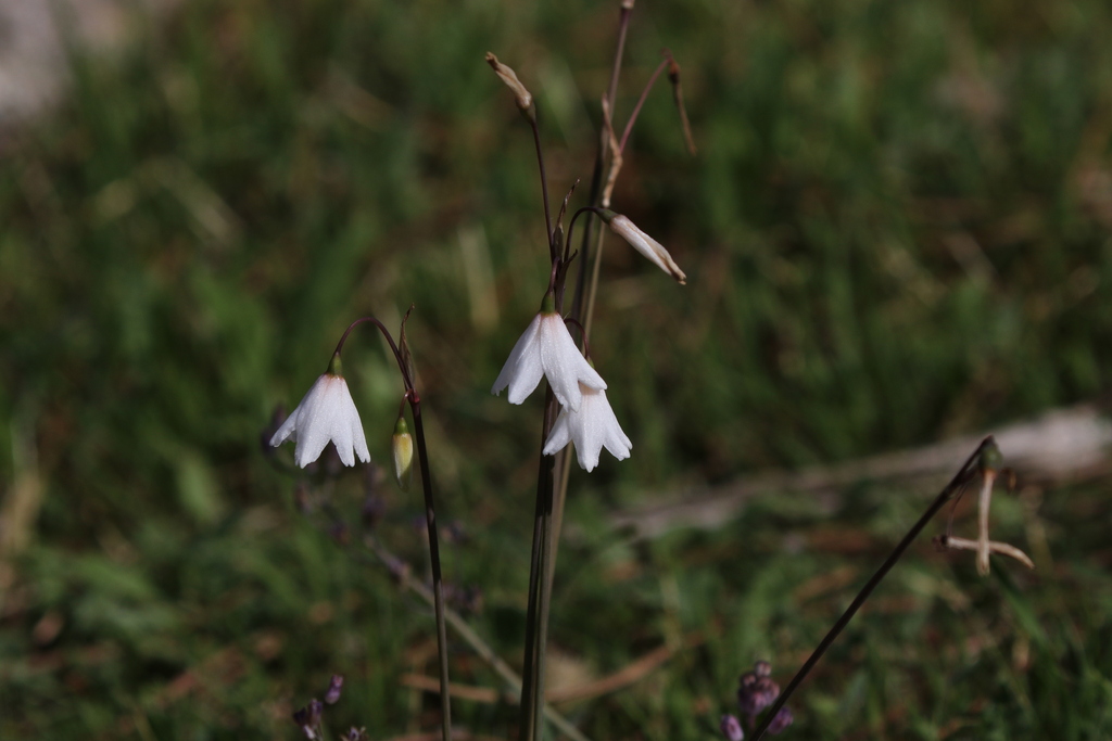 Autumn Snowflake from Jaén, Spain on September 29, 2019 at 11:44 AM by ...