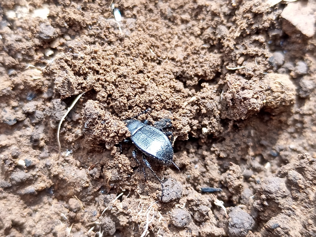 Desert Stink Beetles from 56599 Méx., México on August 20, 2023 at 11: ...
