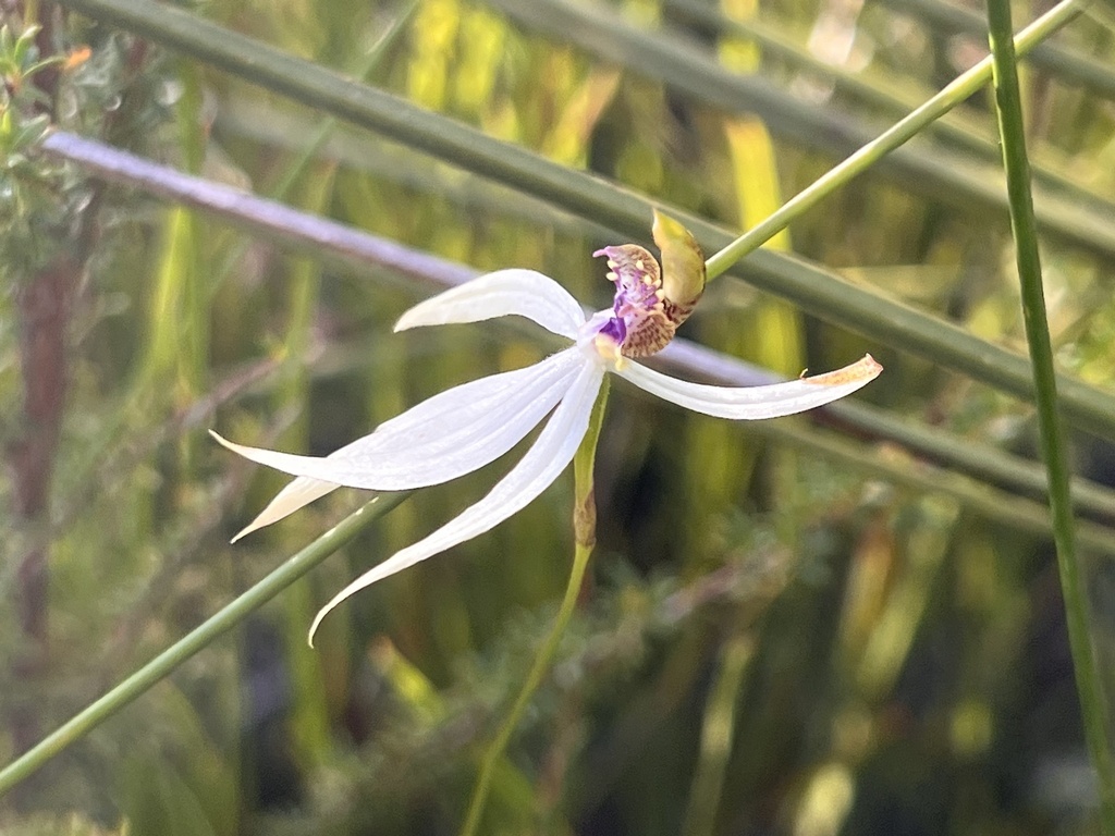 leafless orchid from Coastal Ward, Northcliffe, WA, AU on April 26 ...