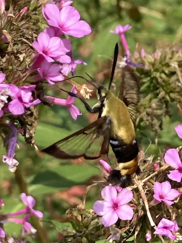 Snowberry Clearwing from Grover Blaydes Rd, Bagdad, KY, US on August 21 ...