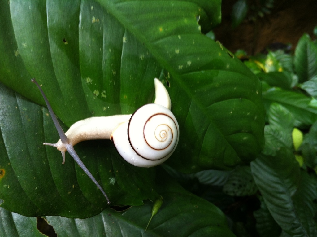 Camaena chuongi in September 2013 by Grover J. Brown. Probably the ...