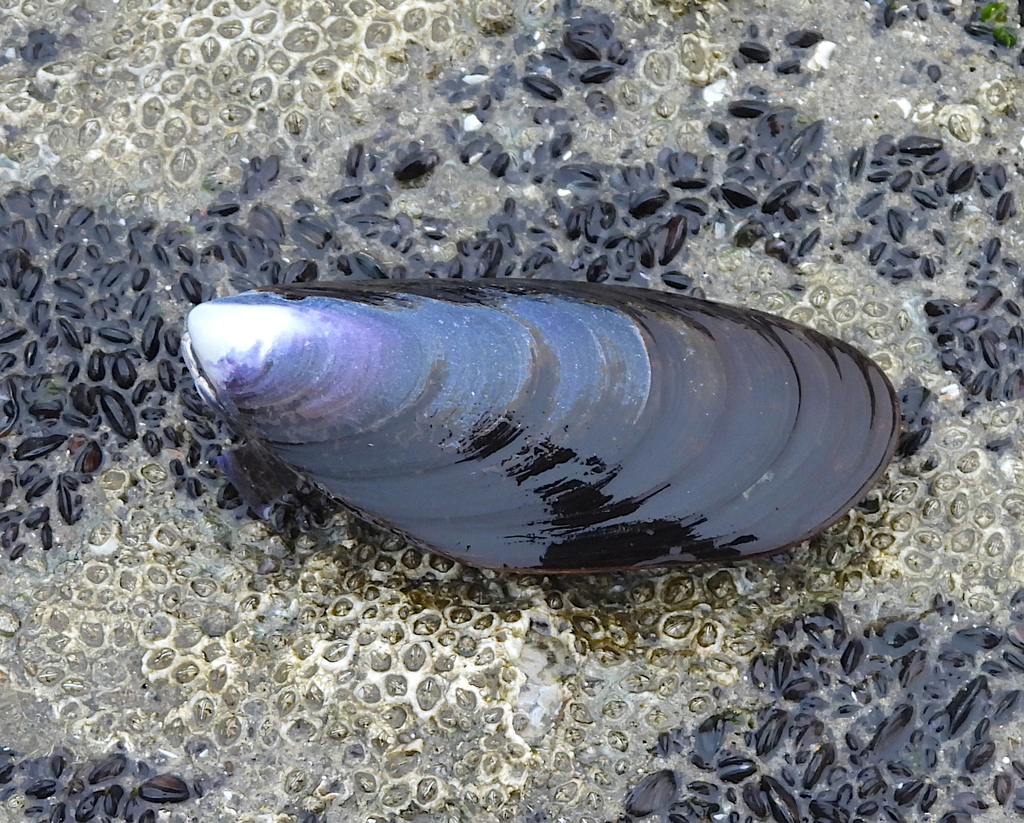 Black Mussel from Bird Island beach, Namibia on August 14, 2023 at 09: ...