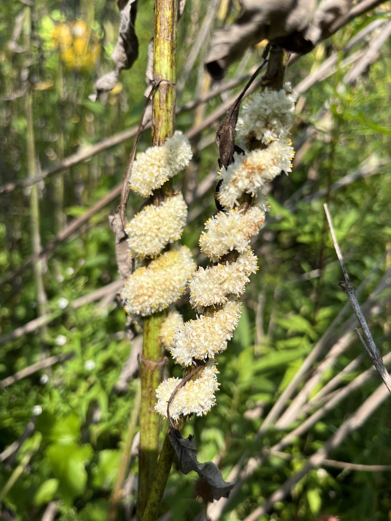 Rope Dodder from Palos Sag-Valley Forest Preserve (Ccfpd), Willow ...