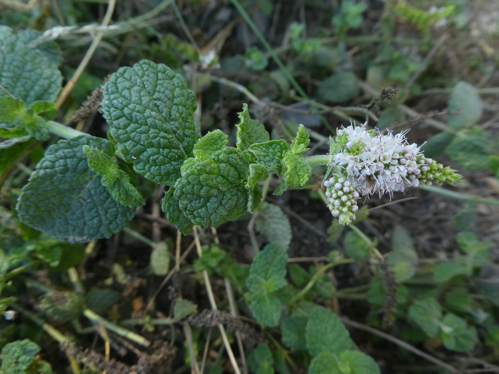 Apple Mint from Huerta del Rey Vallellano, 14004 Córdoba, Spain on ...