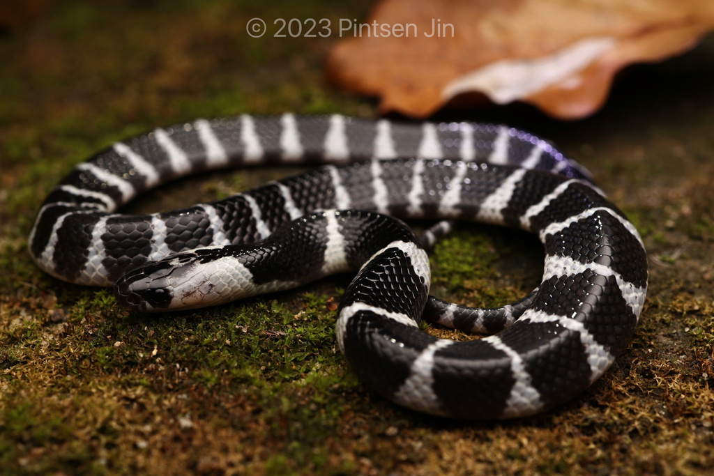 Many-banded Krait from 普陀区海岛公园, 舟山市, 浙江省, CN on August 22, 2023 at 01: ...