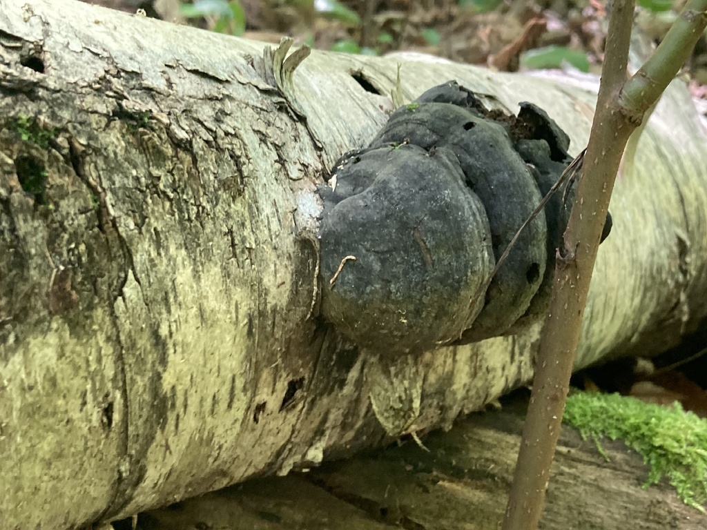 Tinder Polypore from Marquette, MI, US on August 13, 2023 at 12:46 PM ...