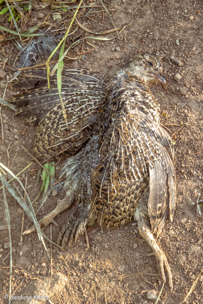 Dusky Grouse from Beaver Creek, CO 81620, USA on July 19, 2023 at 06:50 ...