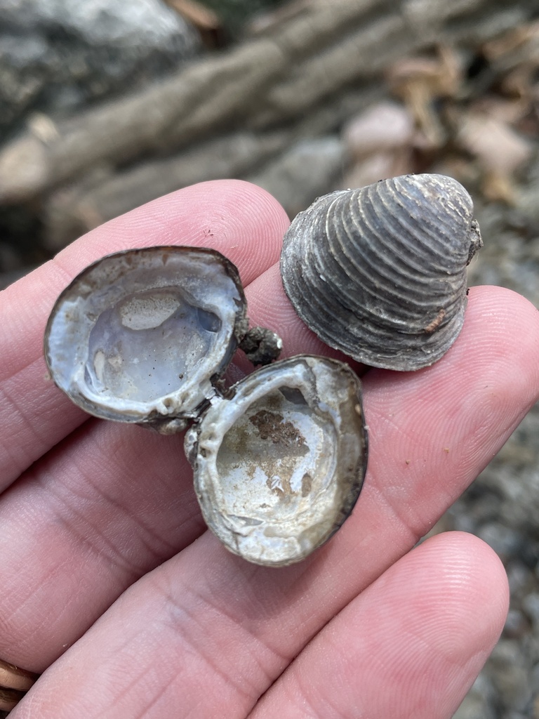 Asian Clam from Jennifer McFalls Park, Grand Prairie, TX, US on August ...