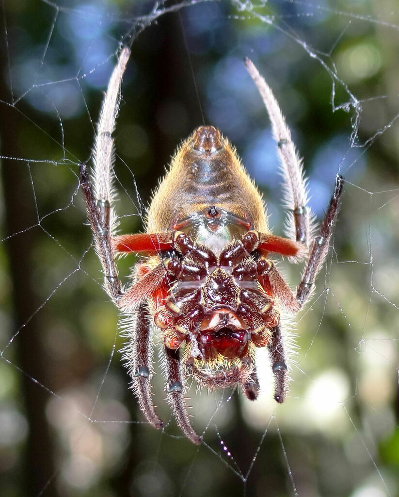 Australian Garden Orb Weaver from Tamborine Mountain QLD 4272 ...