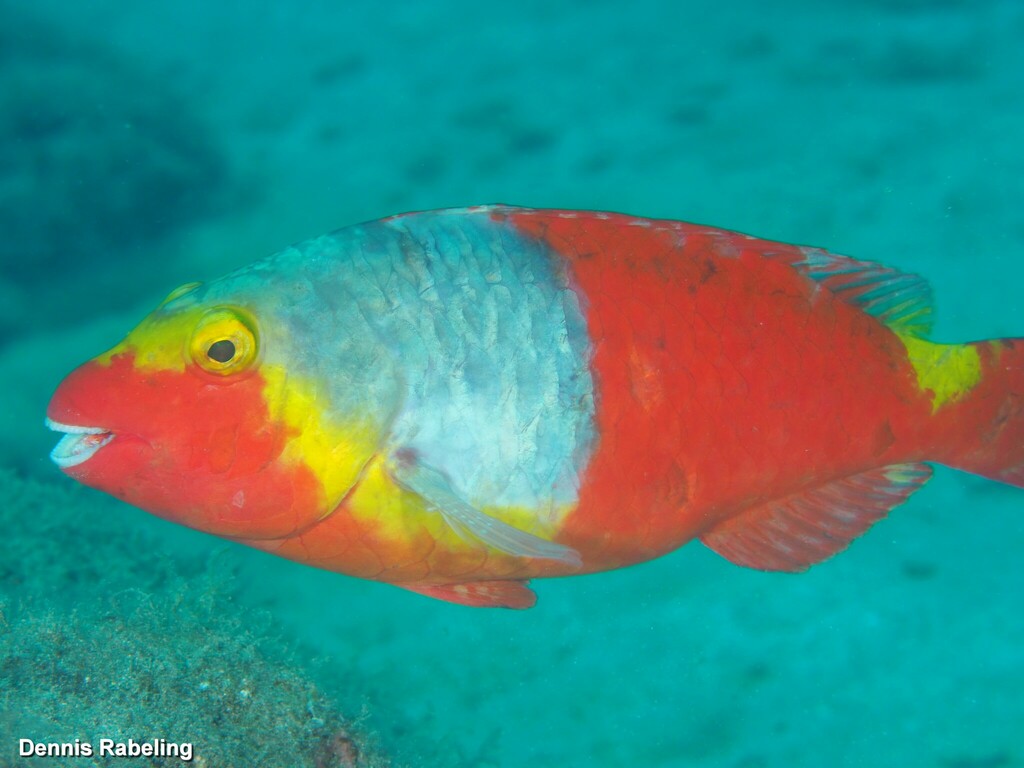 European Parrotfish from Las Palmas, ES-CN, ES on August 21, 2023 at 12 ...