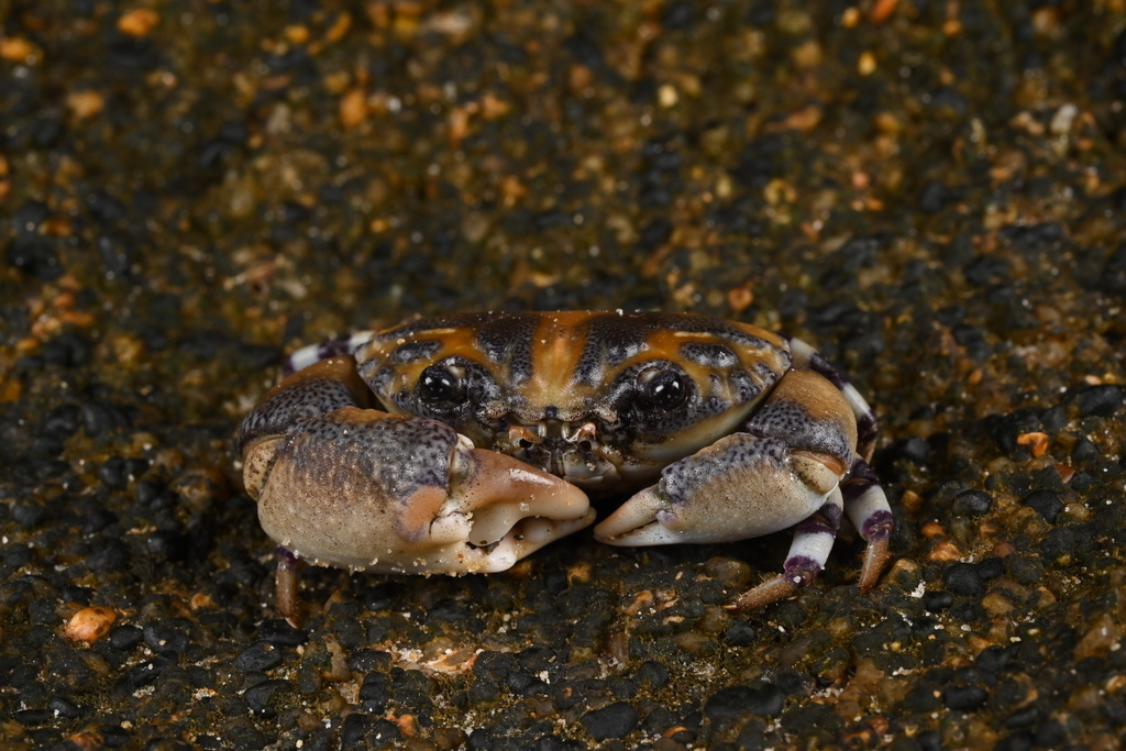Ringed foot crab from 陵水黎族自治县, 海南省, CN on August 21, 2023 at 09:22 PM ...