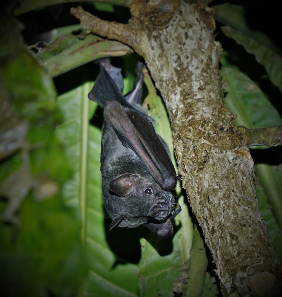 Artibeus obscurus (Mamíferos voladores de Agrícola Camelias, Turbaco ...