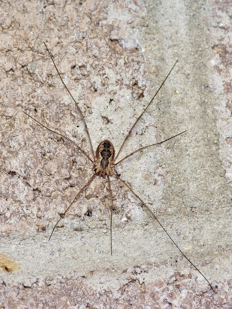European Harvestman from Colfax County, NM, USA on August 16, 2023 at ...