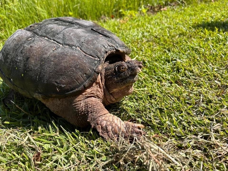 Common Snapping Turtle from Merritt Rd, Chadbourn, NC, US on August 21 ...