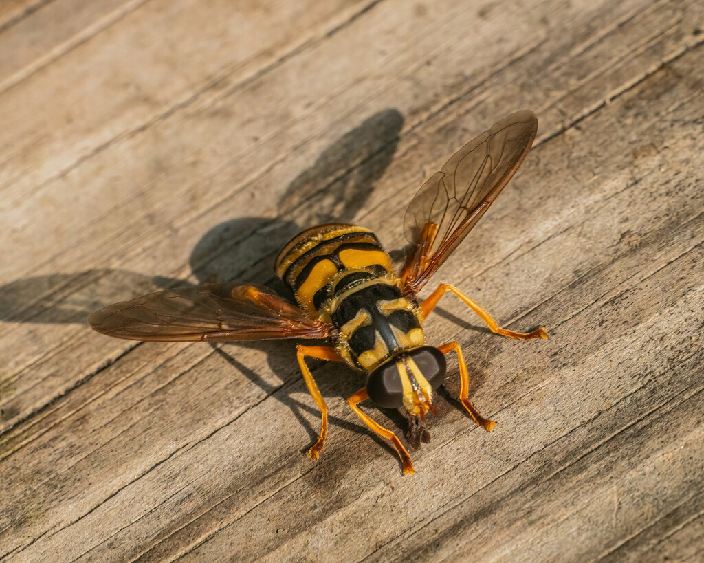 Virginia Giant Hover Fly from Herndon, PA, USA on August 21, 2023 at 09 ...