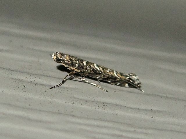 Finite-channeled Leafminer Moth in August 2023 by privatenoaccess ...