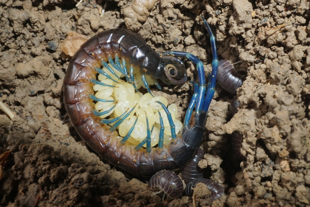 Blue-Legged Centipede from amazon river, Oran, Perú on June 23, 2018 at ...
