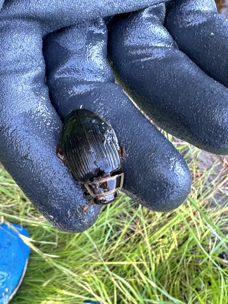 Dytiscus in August 2023 by mattika · iNaturalist