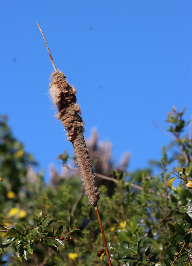 Cape Bulrush from Watsonia trail, Brackenridge EcoEstate, Plettenberg ...
