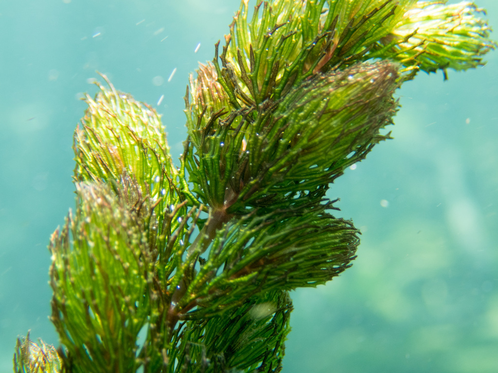 coontail (Lamoka and Waneta Lakes Aquatic Plants) · iNaturalist