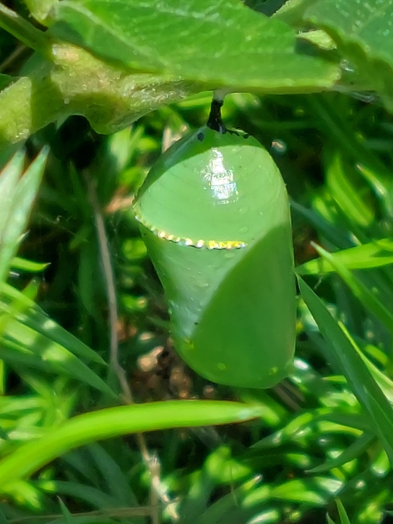 Monarch from Tweed, ON K0K 3J0, Canada on August 21, 2023 at 01:59 PM ...