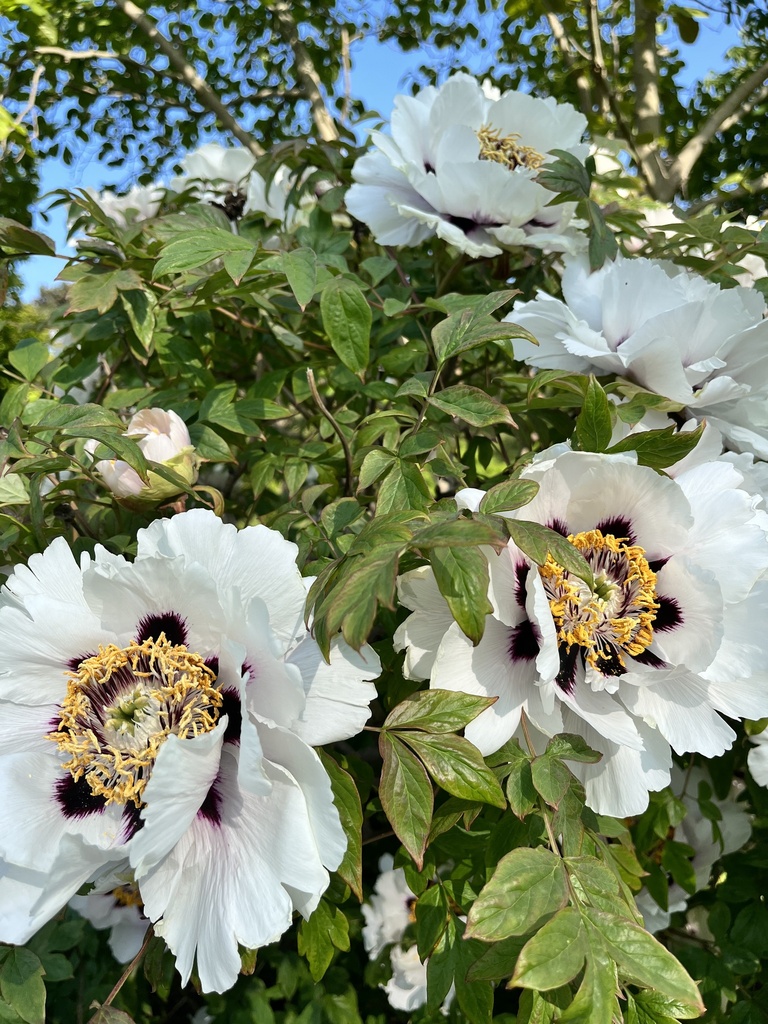 Paeonia rockii from Botanical Garden, Copenhagen K, Capital Region of ...