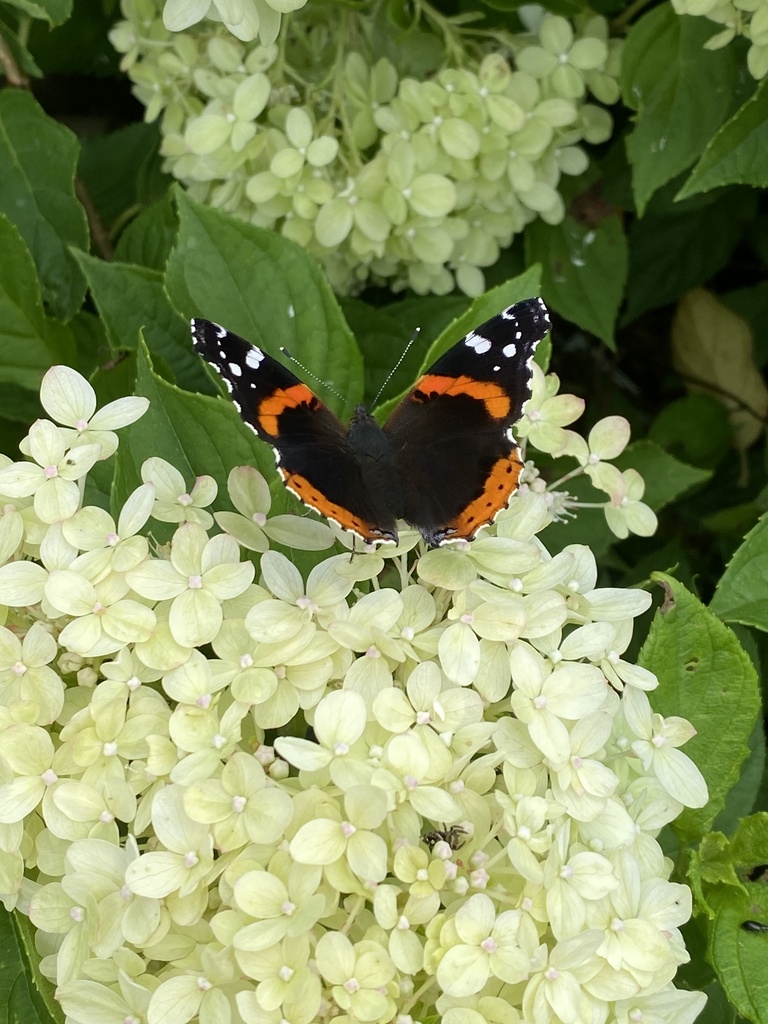 Red Admiral from Trunk 3, Chester, NS, CA on August 20, 2023 at 11:31 ...
