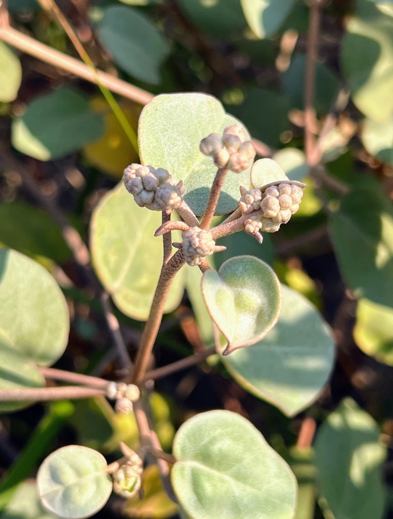 Beach Croton from Dare County, NC, USA on August 21, 2023 at 07:54 AM ...