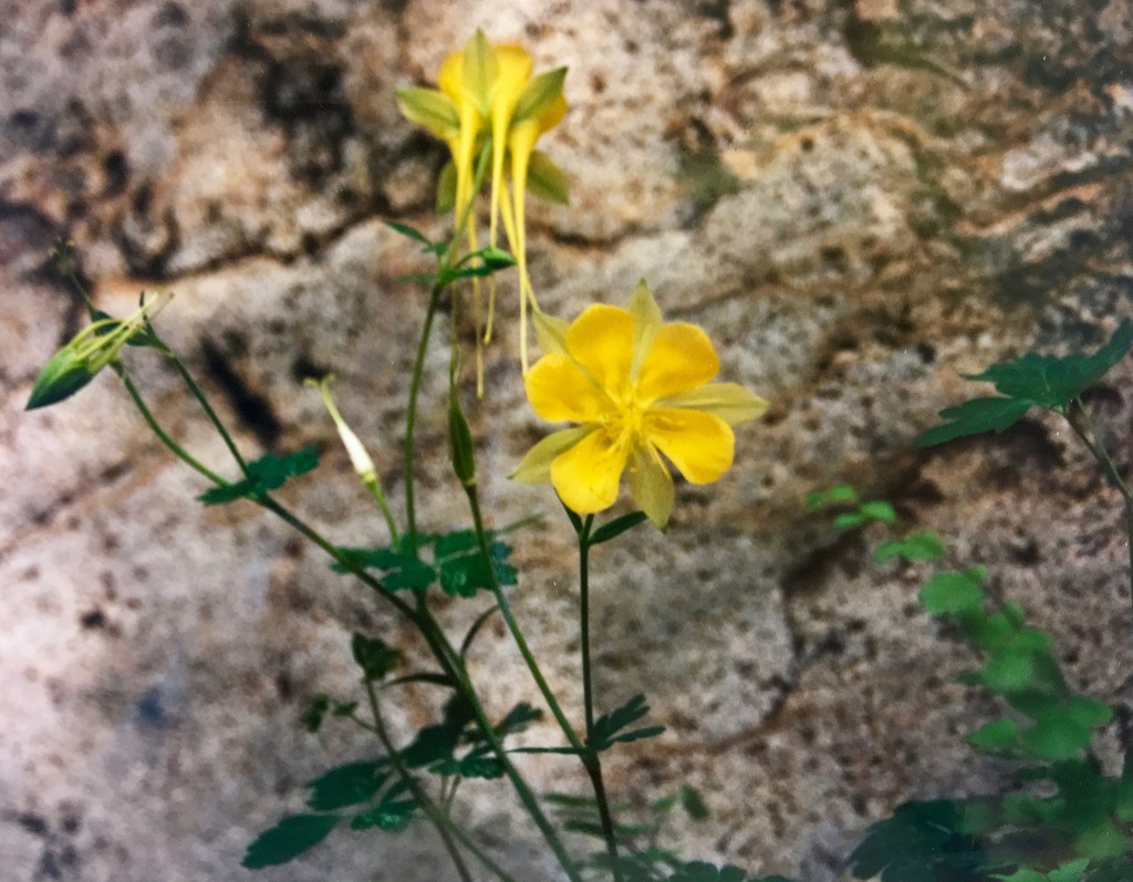 longspur columbine from Brewster County, TX, USA on April 24, 1995 at ...