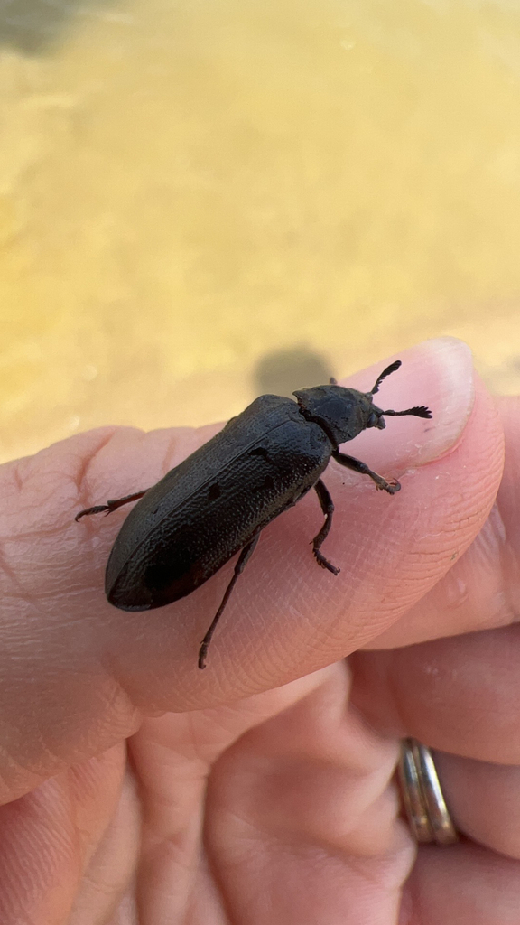 Cedar Beetle from Wilmington on August 21, 2023 at 02:23 PM by echor12 ...