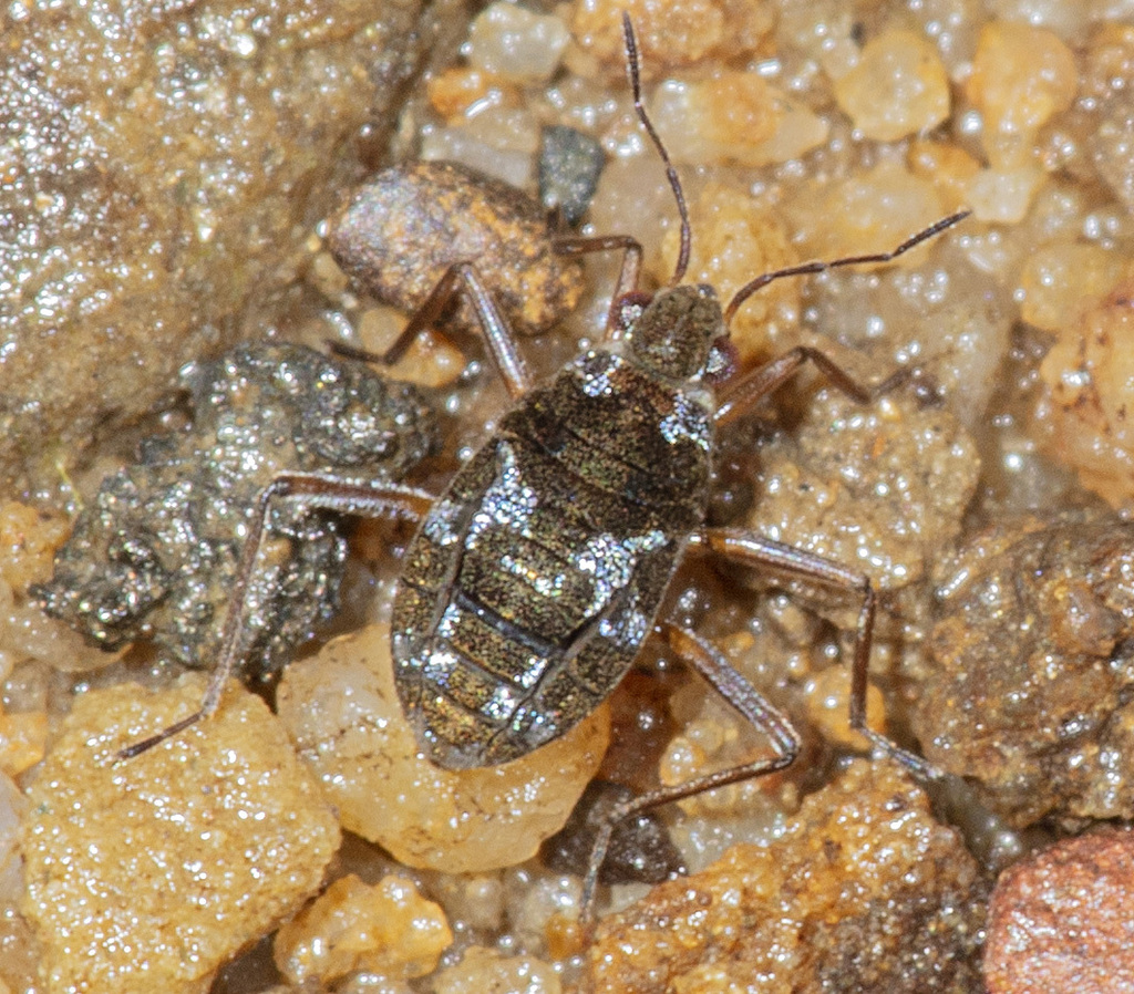 Microvelia americana from Randolph County, WV, USA on June 11, 2020 at ...