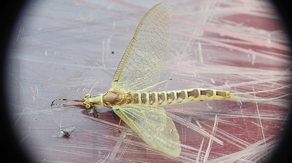 Giant Mayfly from Nipissing District, ON, Canada on July 4, 2023 at 10: ...