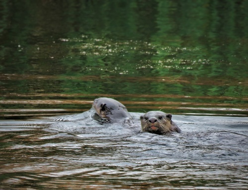 Iraqi Smooth-coated Otter (Subspecies Lutra perspicillata maxwelli ...
