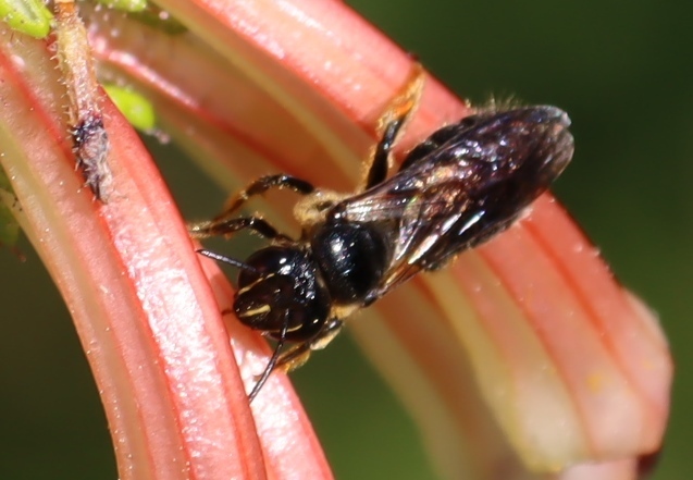 Colourful Stem Bees from Watsonia trail (north), Brackenridge EcoEstate, Plettenberg Bay on ...