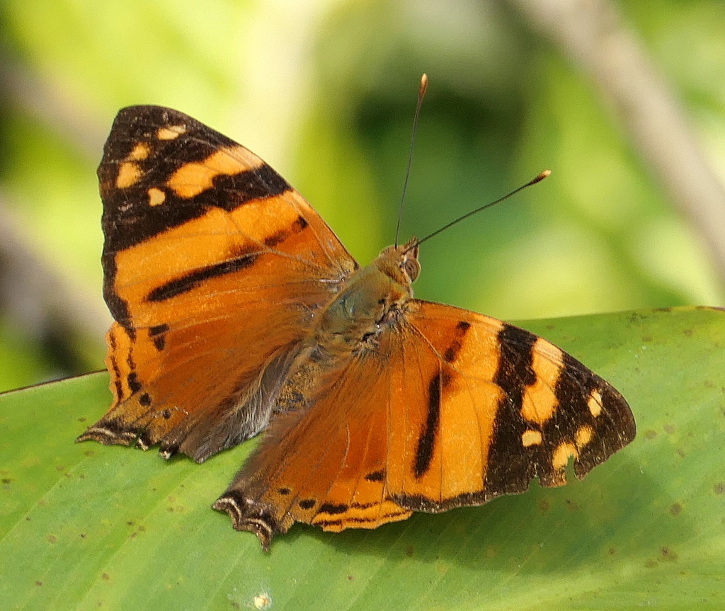 Orange Mapwing from Cartago Province, Cachí, Costa Rica on July 28, 2023 at 04:30 PM by Frank ...