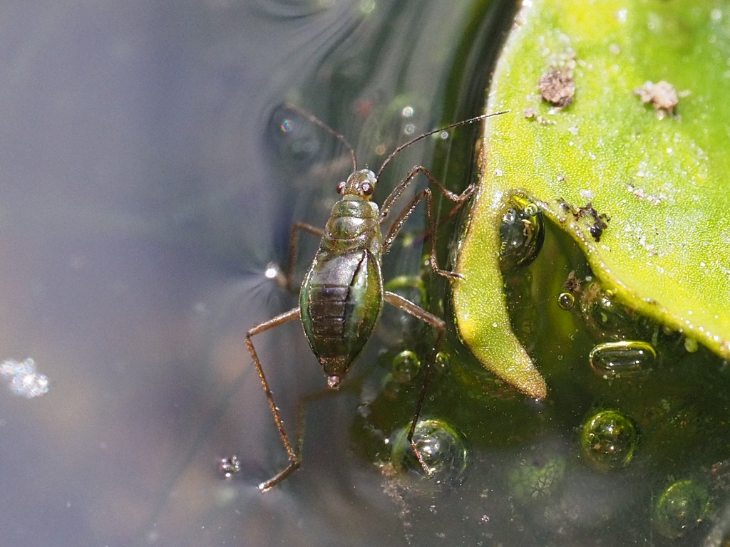 Mulsant's Water Treader from Prospect Park (incl. Brooklyn Botanic ...