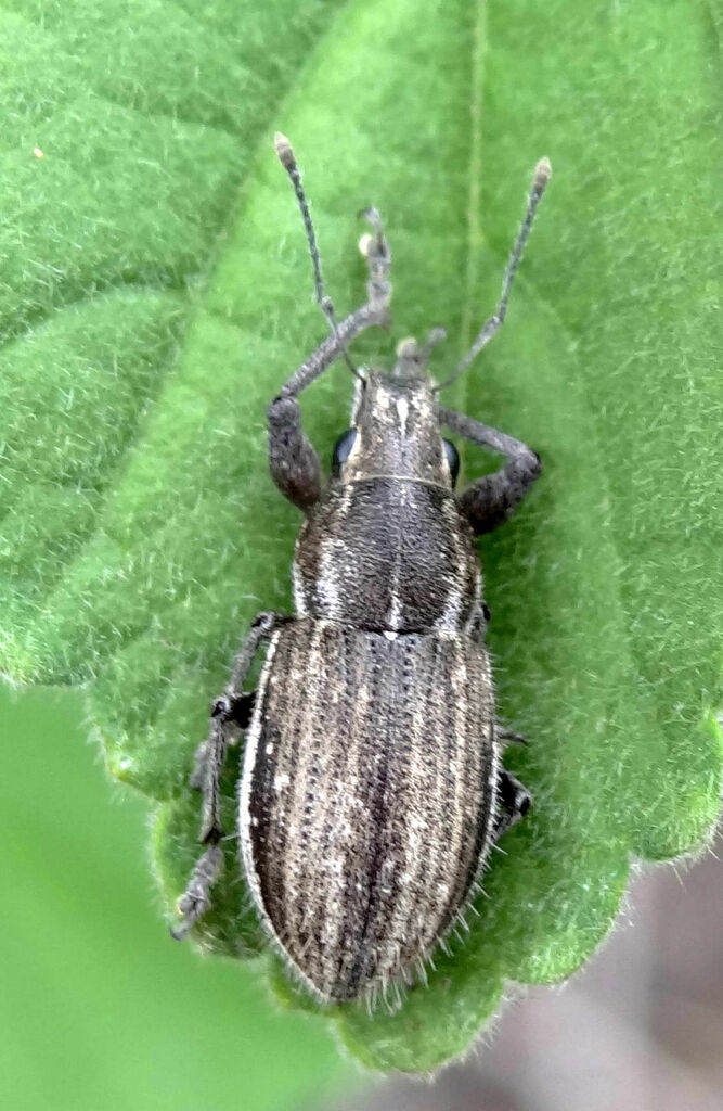 White-fringed weevil from Burbank QLD 4156, Australia on January 24 ...