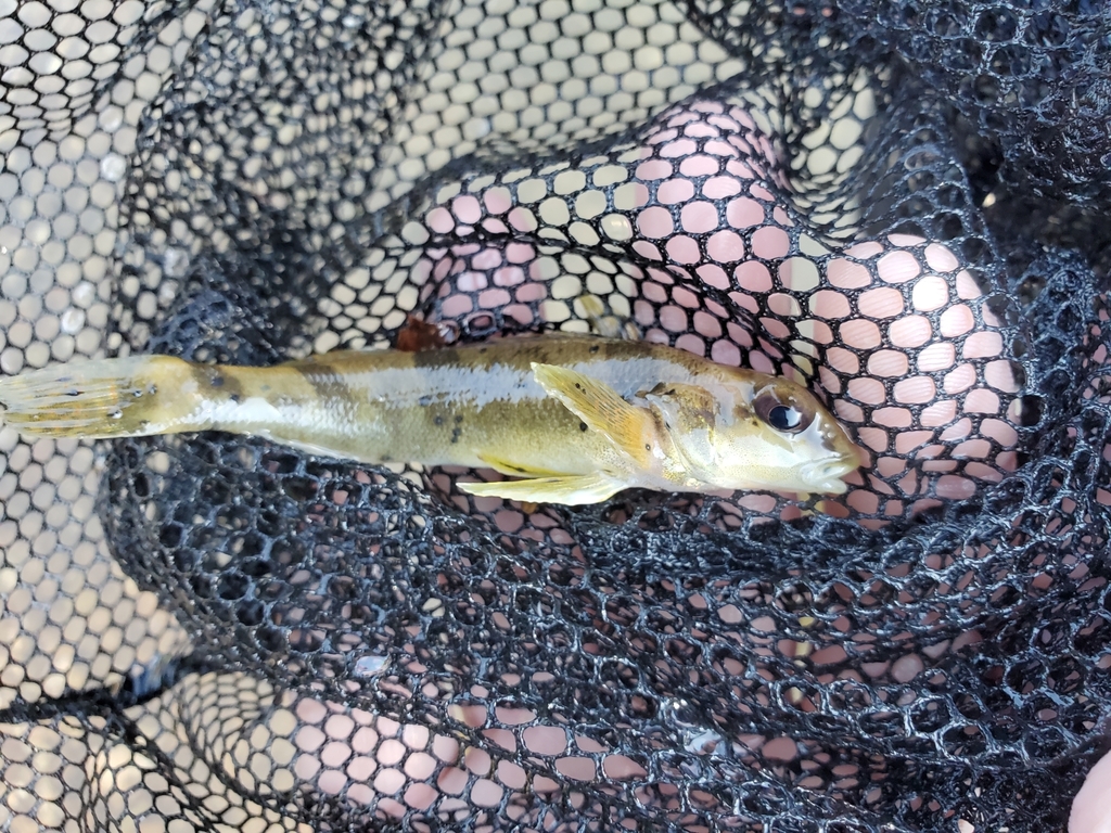 Arkansas Saddled Darter from Carroll County, US-AR, US on August 19 ...