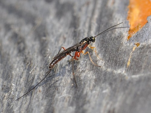 Poemenia notata · iNaturalist