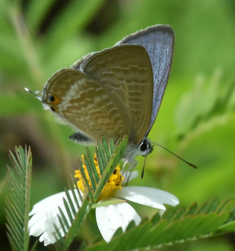 Pea Blue from Yalimo Regency, Papua, Indonésie on August 1, 2023 by ...