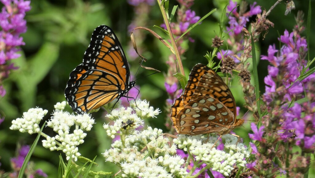 Viceroy from Odessa Alvar, Lennox and Addington County, ON, Canada on ...