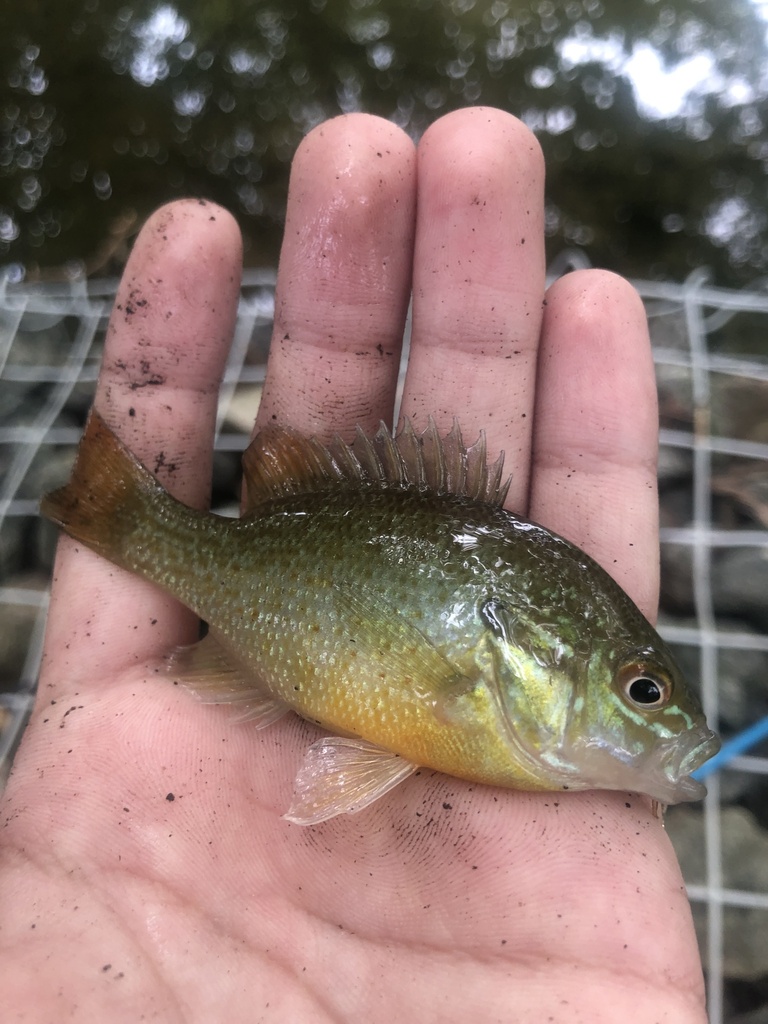 Redbreast Sunfish from Walker Field, King Of Prussia, PA, US on August ...