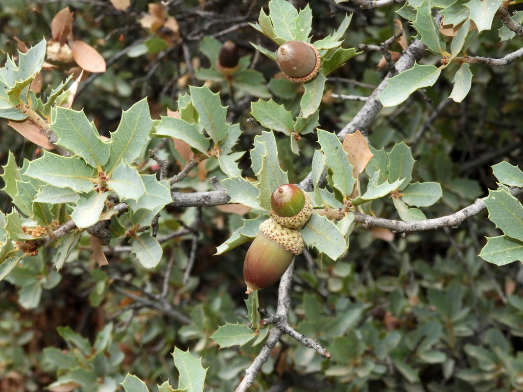 Sonoran scrub oak from Rackensack Wash, Maricopa Co., Arizona, USA on ...