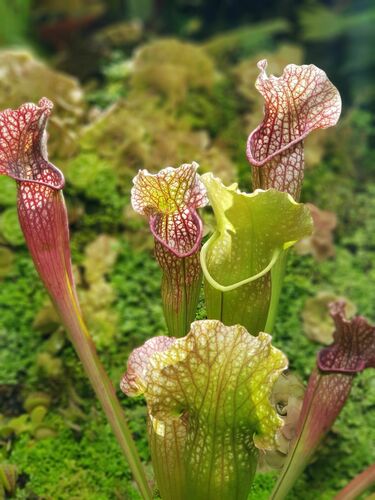 Observations by primass · iNaturalist