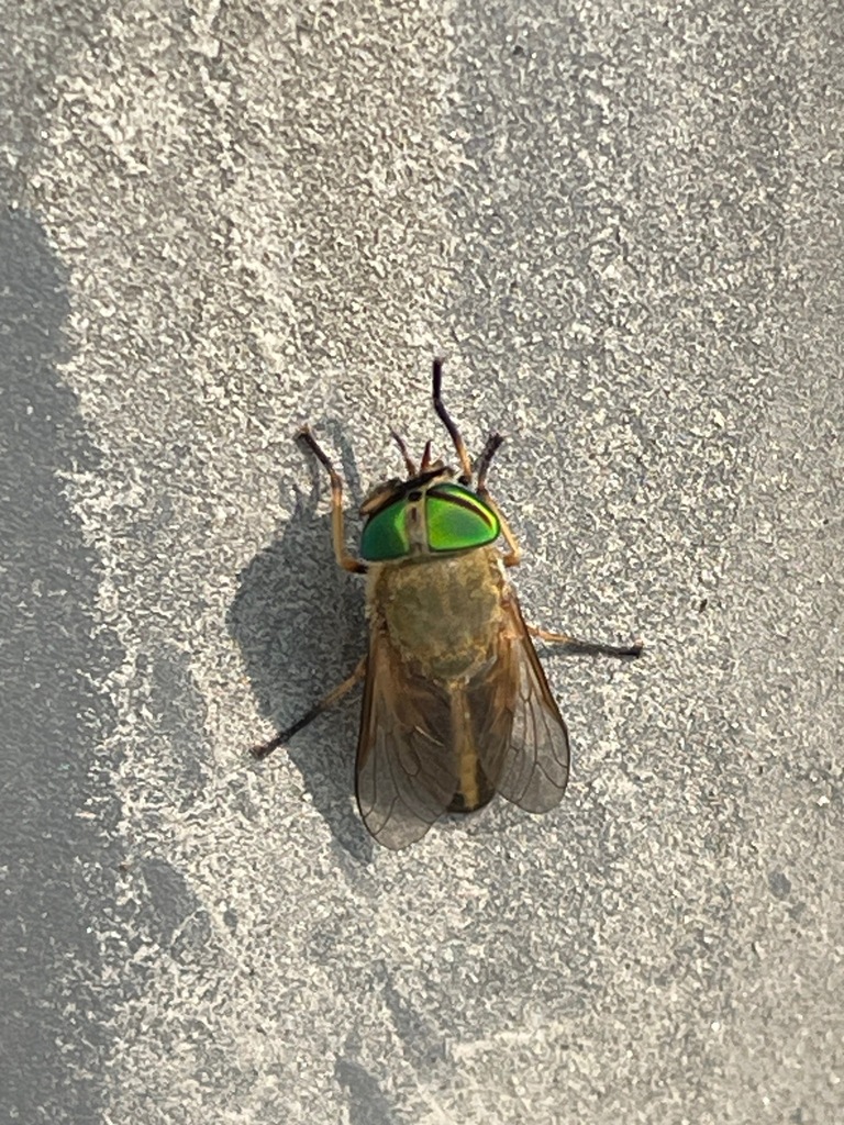Saltmarsh Greenhead Flies from Monkton, VT, USA on August 9, 2023 at 11 ...
