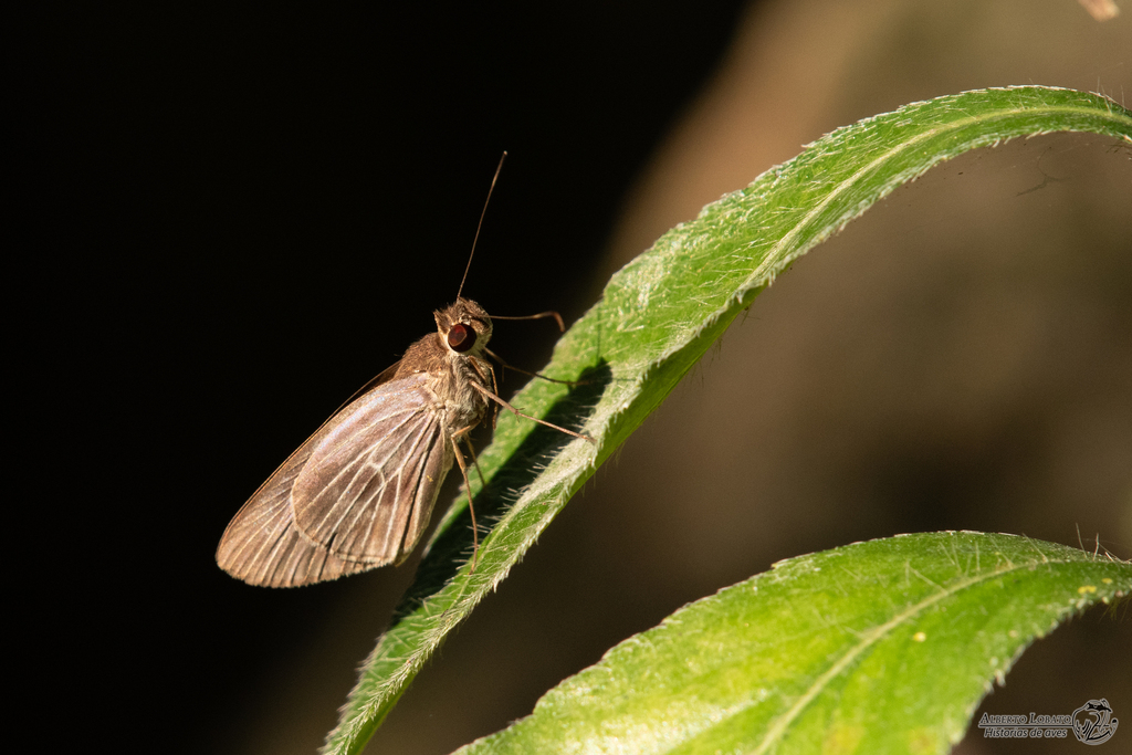 Aecas Ruby-eye in January 2022 by El Chivizcoyo · iNaturalist