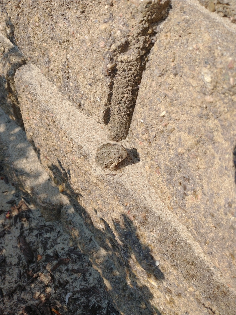 Woodhouse's Toad in August 2023 by dvdkssrw · iNaturalist