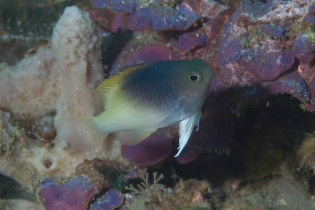 Bluehead Demoiselle (Chrysiptera rollandi) - Marine Life Identification