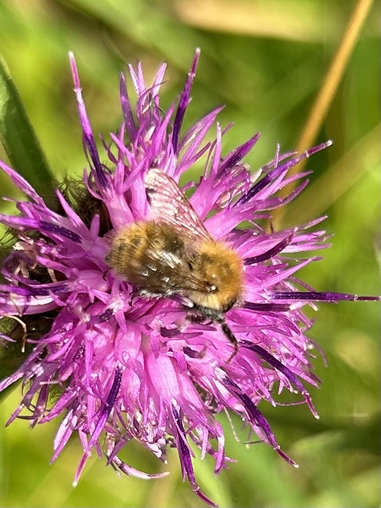Common Carder Bumble Bee from Ponteland CP, Newcastle Upon Tyne ...