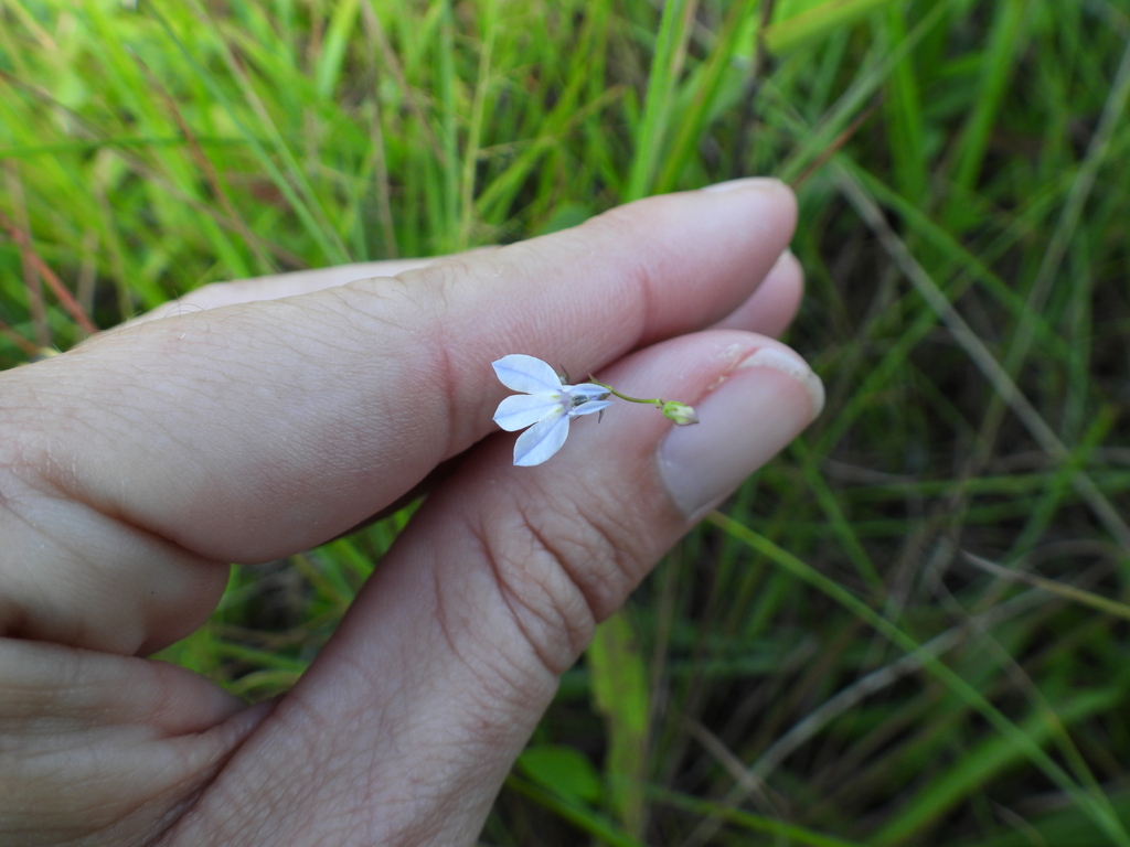 Nuttall's Lobelia from Cumberland County, TN, USA on August 21, 2023 at ...